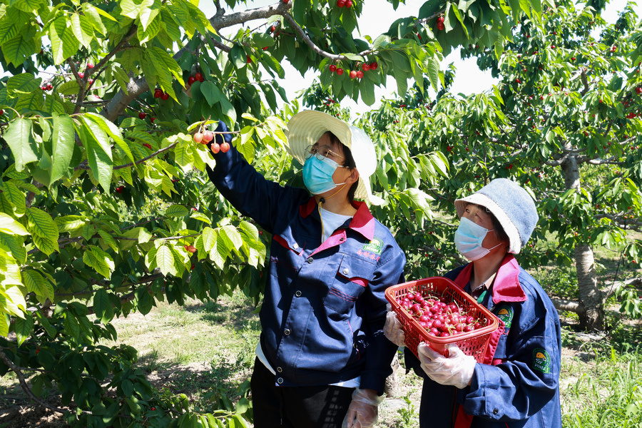 A new option for camping. Shounong Red Star Collective Farm - iNEWS