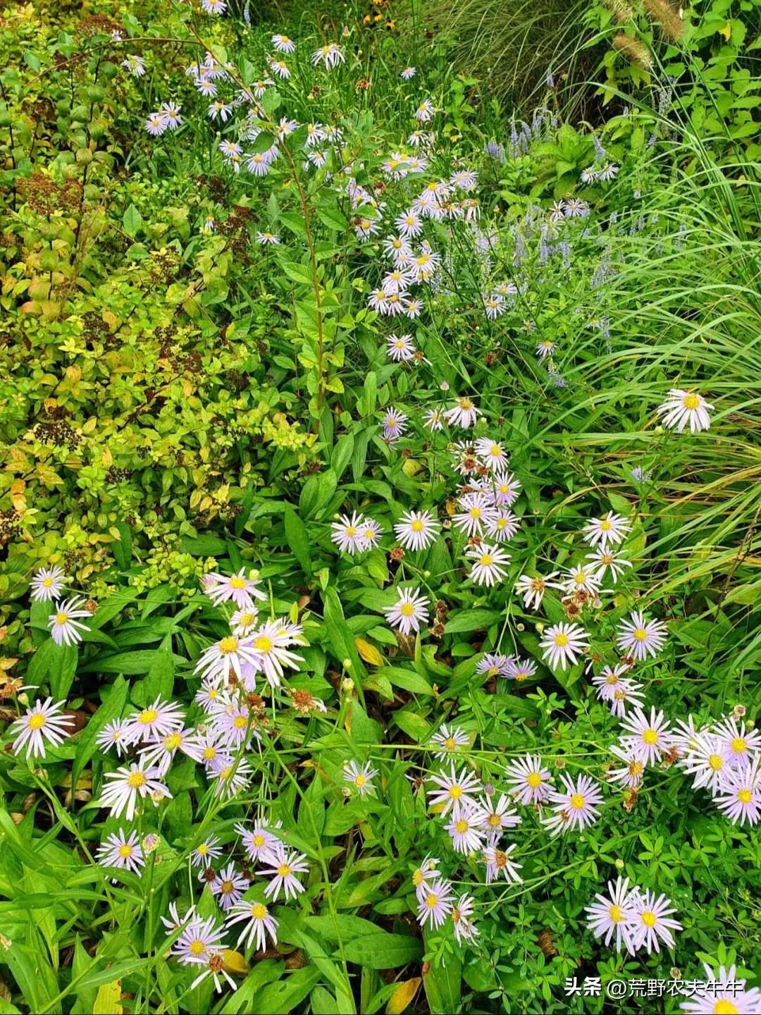 Uncover the treasures of the plant world! Explore the magical aster ...