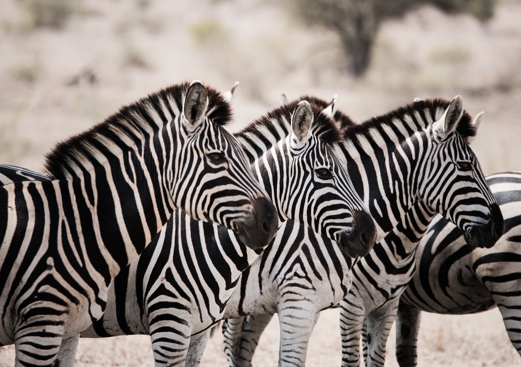 The Chinese have domesticated wild horses for thousands of years. Why ...