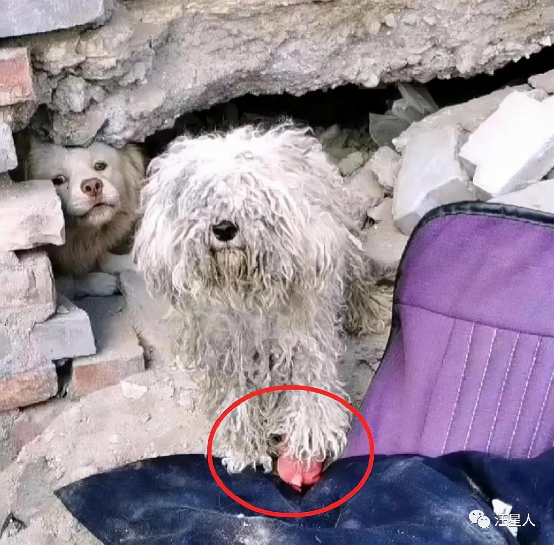 A stray Bichon Frise with little red shoes on his feet: who was once a ...
