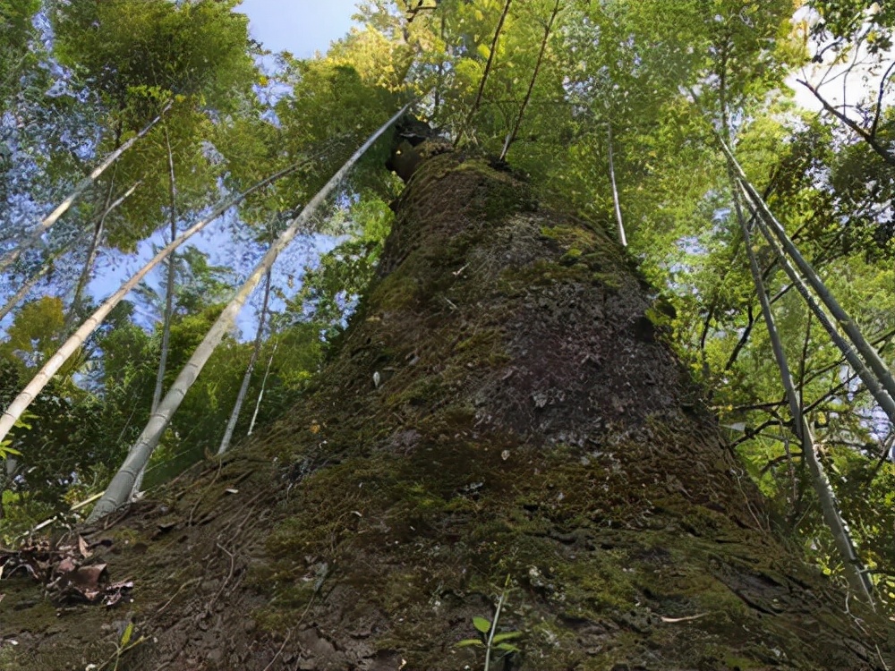 How expensive is nanmu, a tree can be exchanged for a Beijing courtyard ...