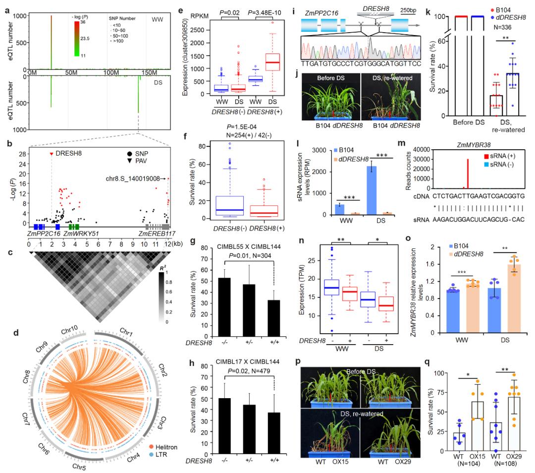 NBT: generation reveals the key genetic regulation mechanism of maize ...