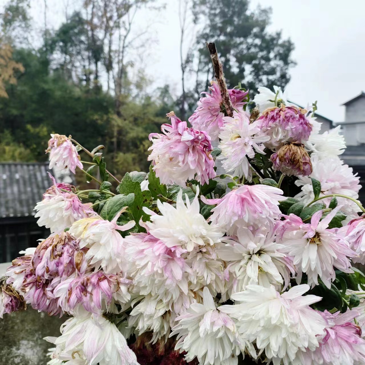 Drizzle in the twelfth lunar month - iNEWS