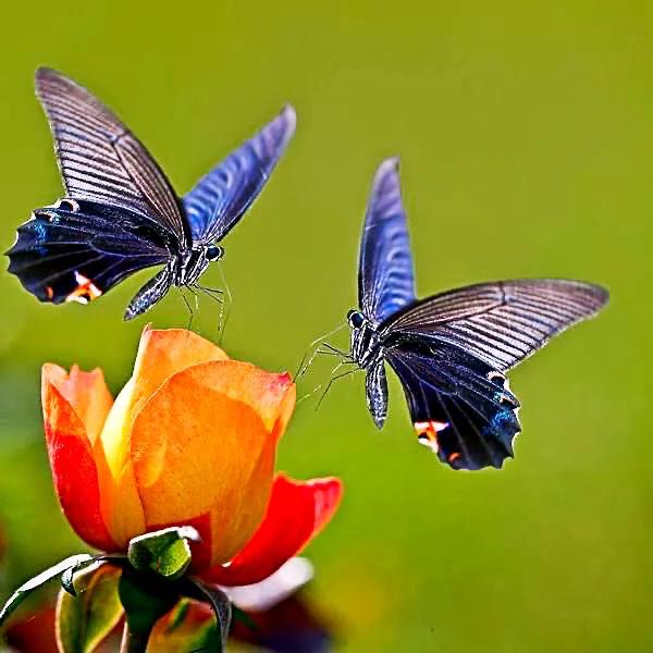 Original Poetry·Two Butterflies· - iMedia