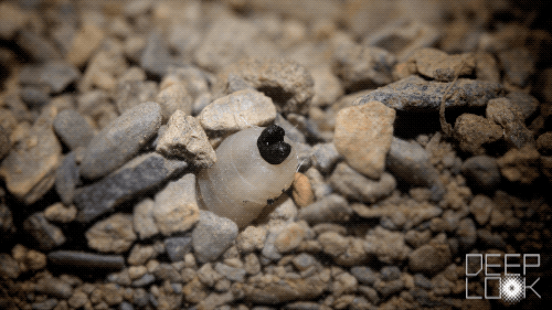 A lactating fly whose maggot cocoons make up 80% of its mother's body ...