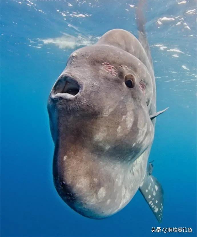 The most "lazy" fish in the world, it swims almost by the current, even ...