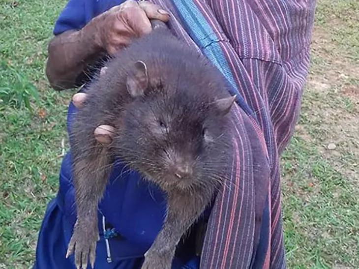 The giant rat from the hobbit island - iNEWS