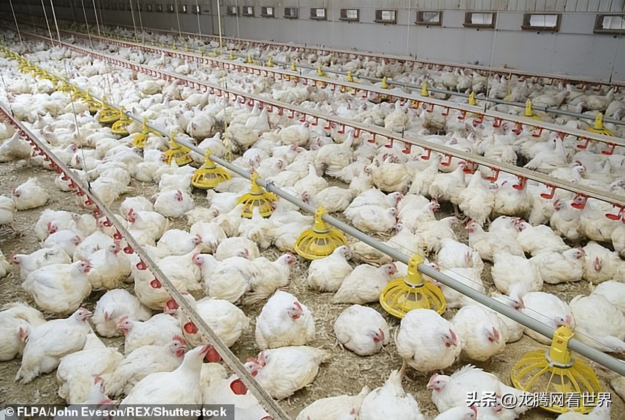 Millions of chickens die in 45-degree sweltering chicken coop amid ...