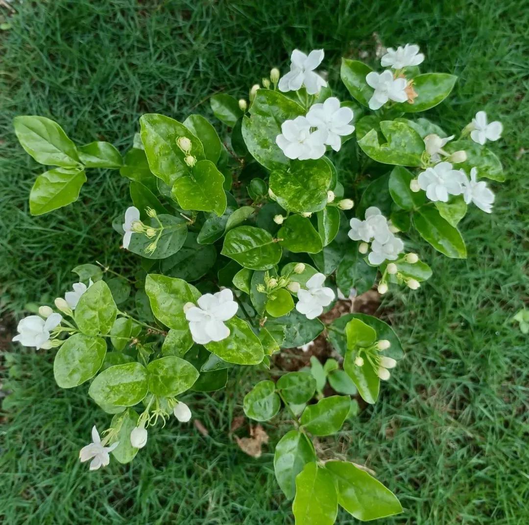 Seven Unique Jasmine - iMedia