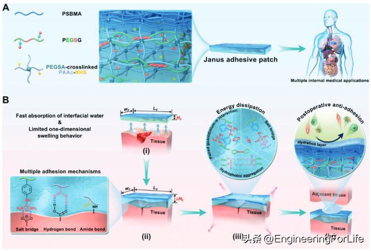 Janus Adhesive Patches! Can achieve biological internal adhesion - iMedia
