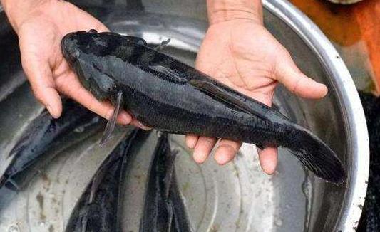 Bamboo shell fish: It is often regarded as a native fish, but it is ...