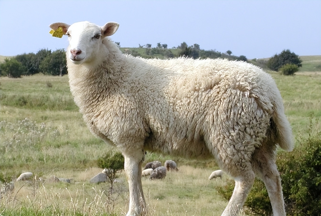 What's the matter with sheep stretching their waists and not grazing ...