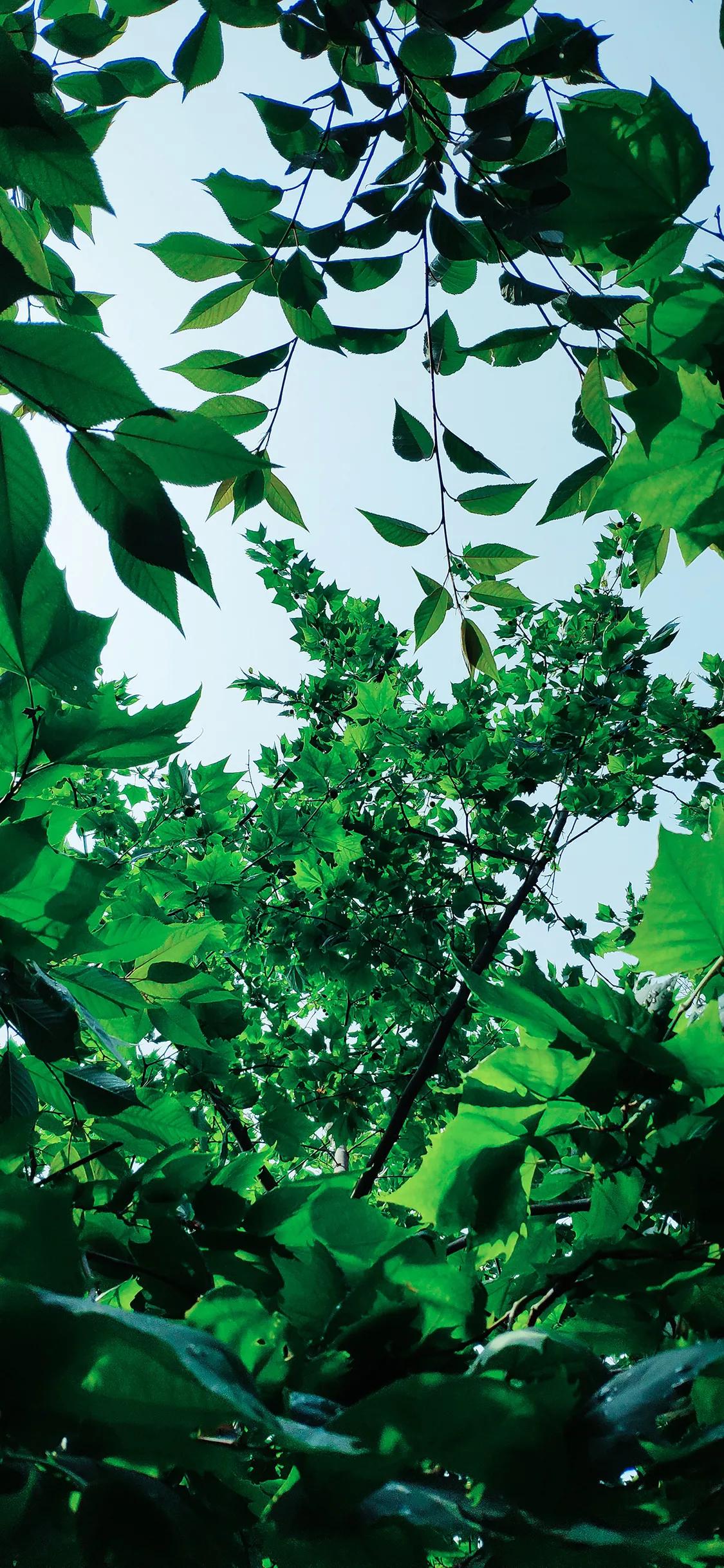 Let your eyes rest for a while, come with a wave of green eye-catching ...