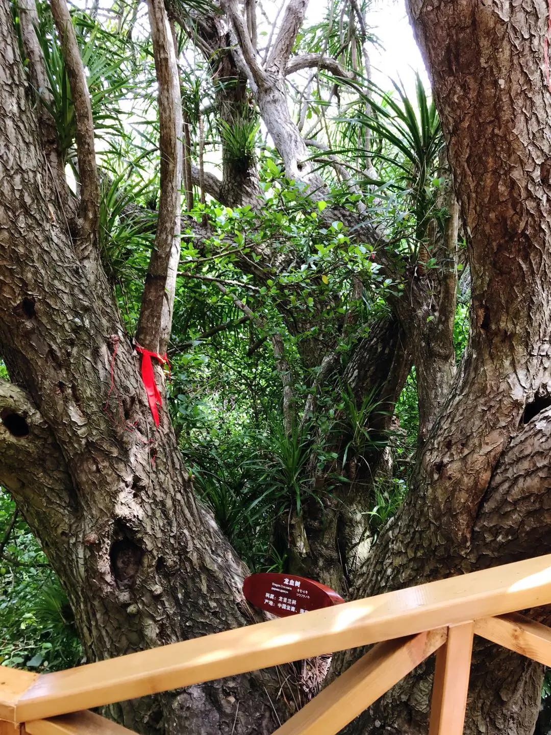 Get to know the thousand-year-old sacred tree Dracaena and learn the ...