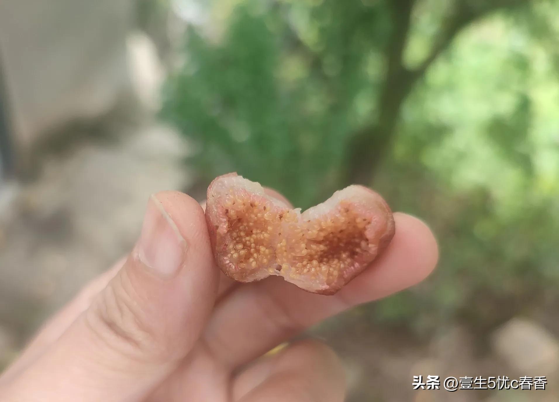 The delicacy of childhood, the wild sweet potato in the countryside ...