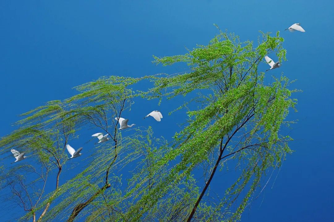 Liuye Lake under the lens of a local photographer in Changde is so ...