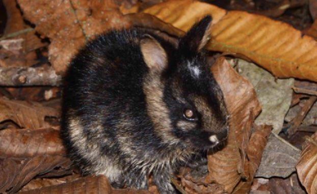 Mysterious Rabbit: Striped like a black tiger, nocturnal - iNEWS