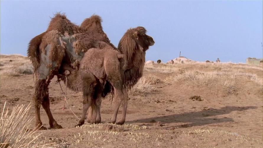 "The Crying Camel": A family of nine with four generations under the ...