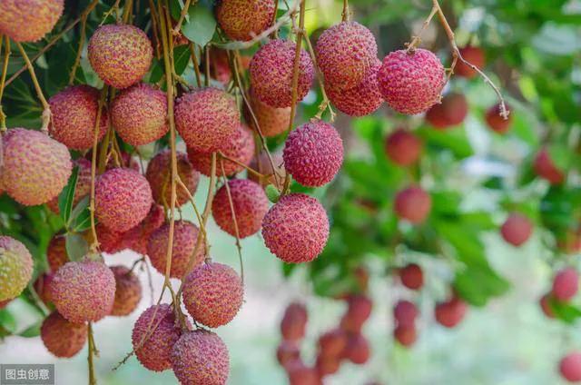 It's time to eat lychees again - iNEWS