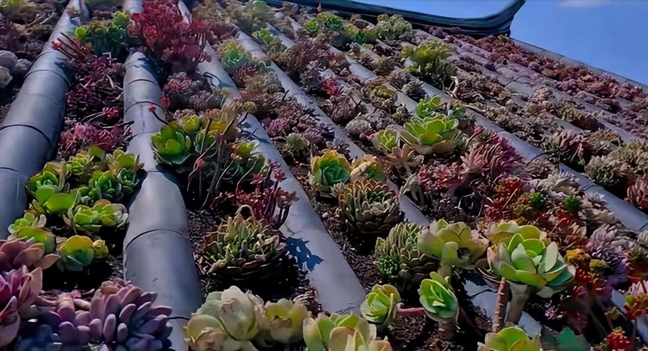 A 37-year-old wife in Chongqing, who became popular because of the ...