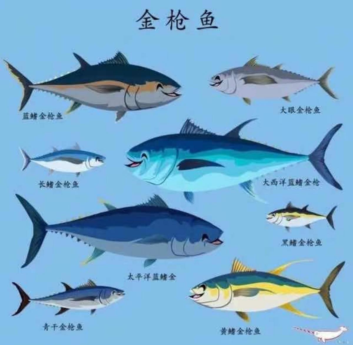 Ocean Swimming King: Tuna are born for speed, and they will drown when ...