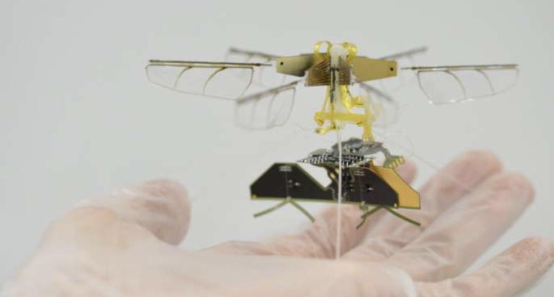 Toyota's "aircraft" will be featured in the Nature sub-news!Insect ...
