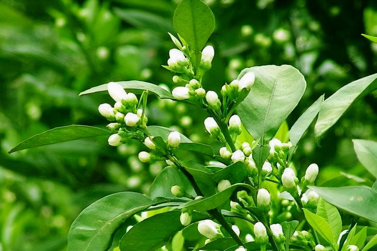 A plant whose fruit can survive for three generations-Daidaihua - iNEWS