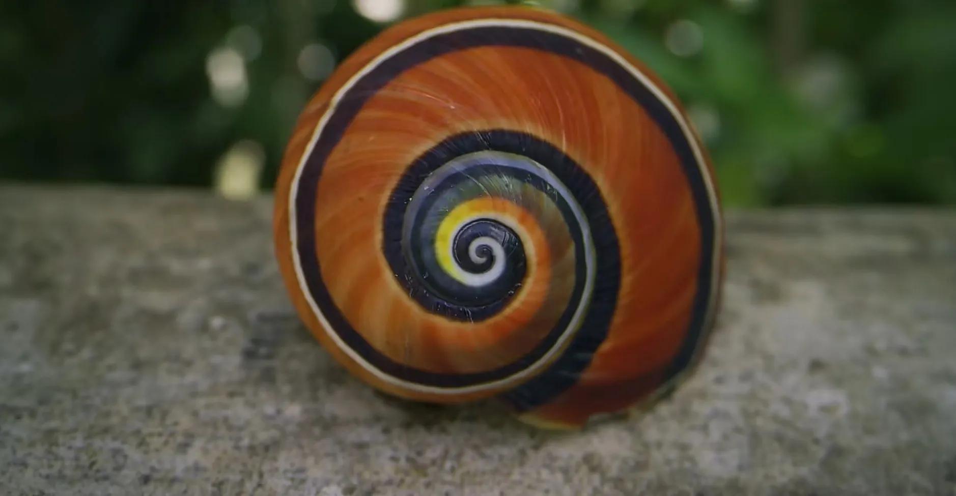 Have you seen colorful snails? - iNEWS
