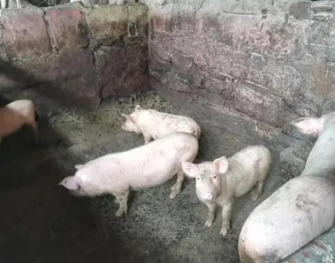 In the case of an old lady who murdered and fed pigs, 19 people were ...