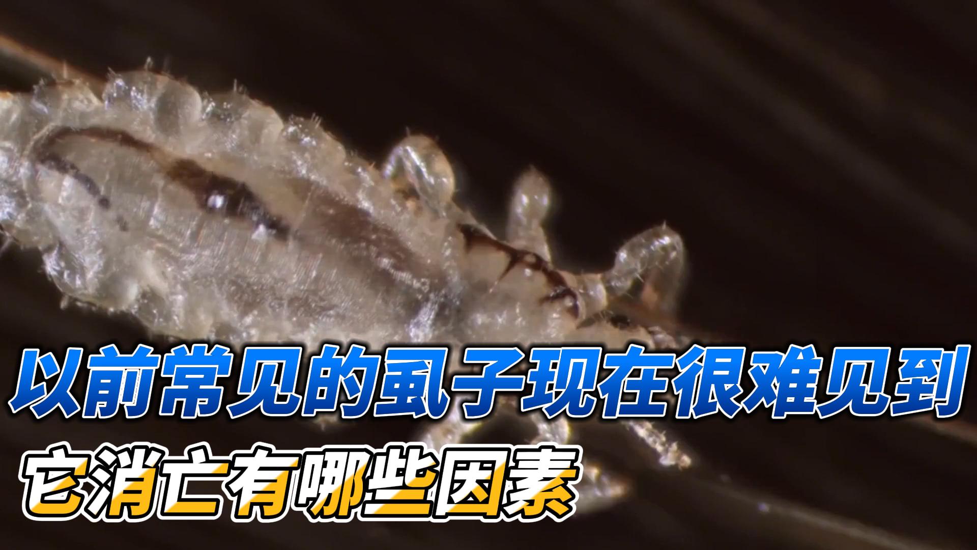 Lice that used to be common but are now hard to see? What are the ...