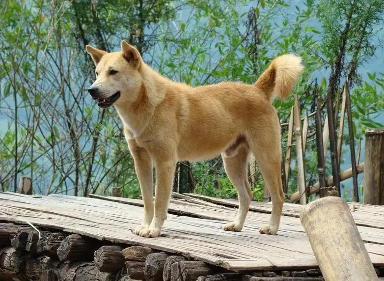 The 6 most "spiritual" dogs on the dog list, all dog owners say they ...