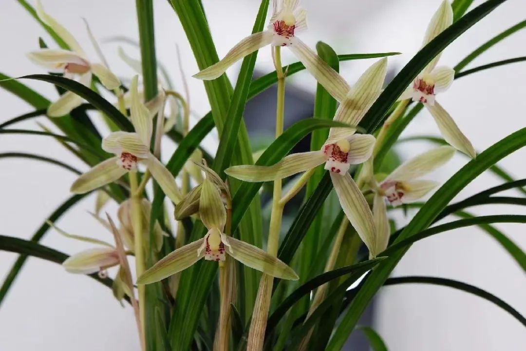 The key points to pay attention to when repotting orchids, master these ...
