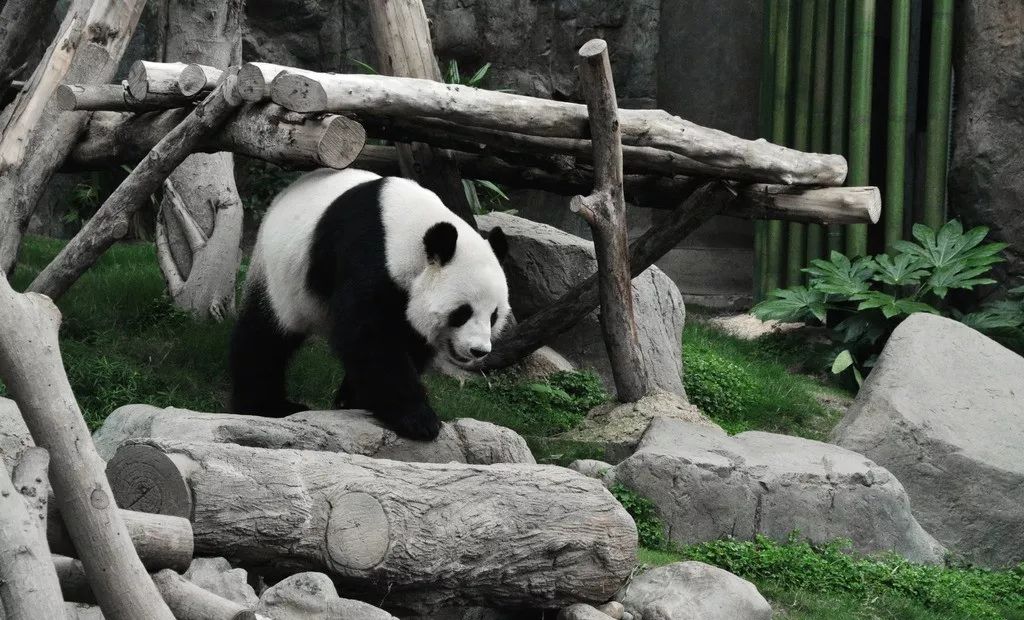 giant panda - iMedia