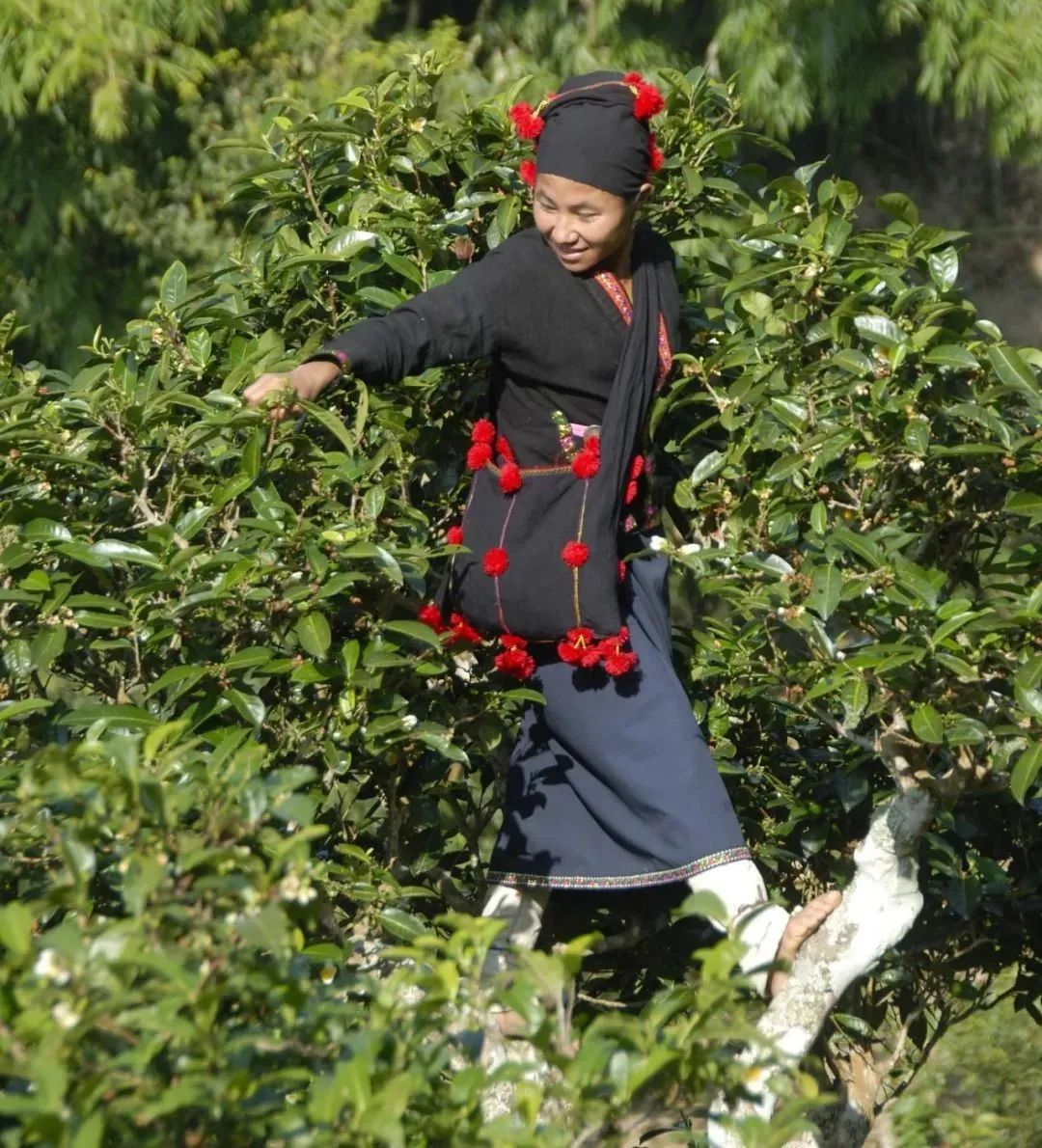 "One Zan·Laos Wild Tea" takes you to know Lao Chuan Khouang Ancient ...