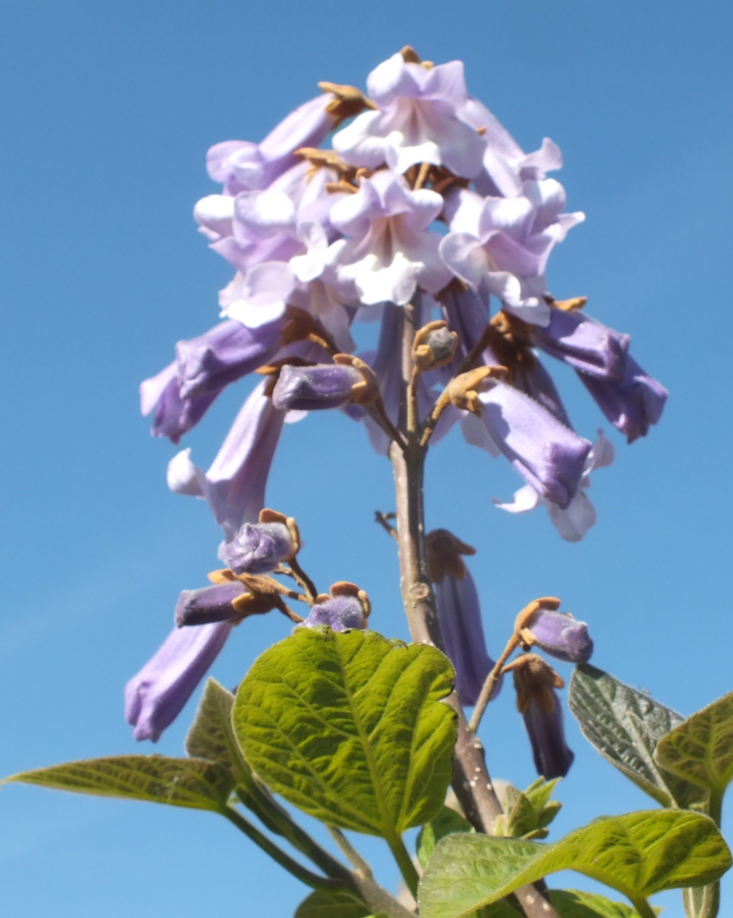 What are the plants in Wang Zengqi's works——tung flower - iMedia