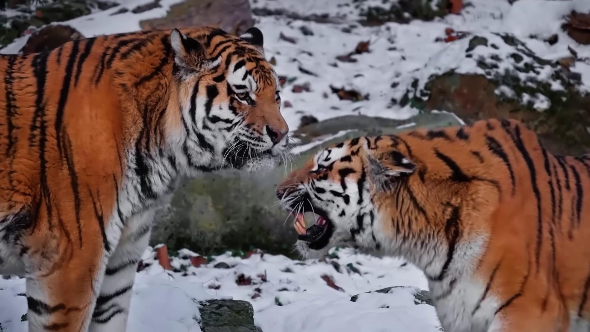Ancient Behemoths Showdown: Saber-toothed Tiger vs. Siberian Tiger ...