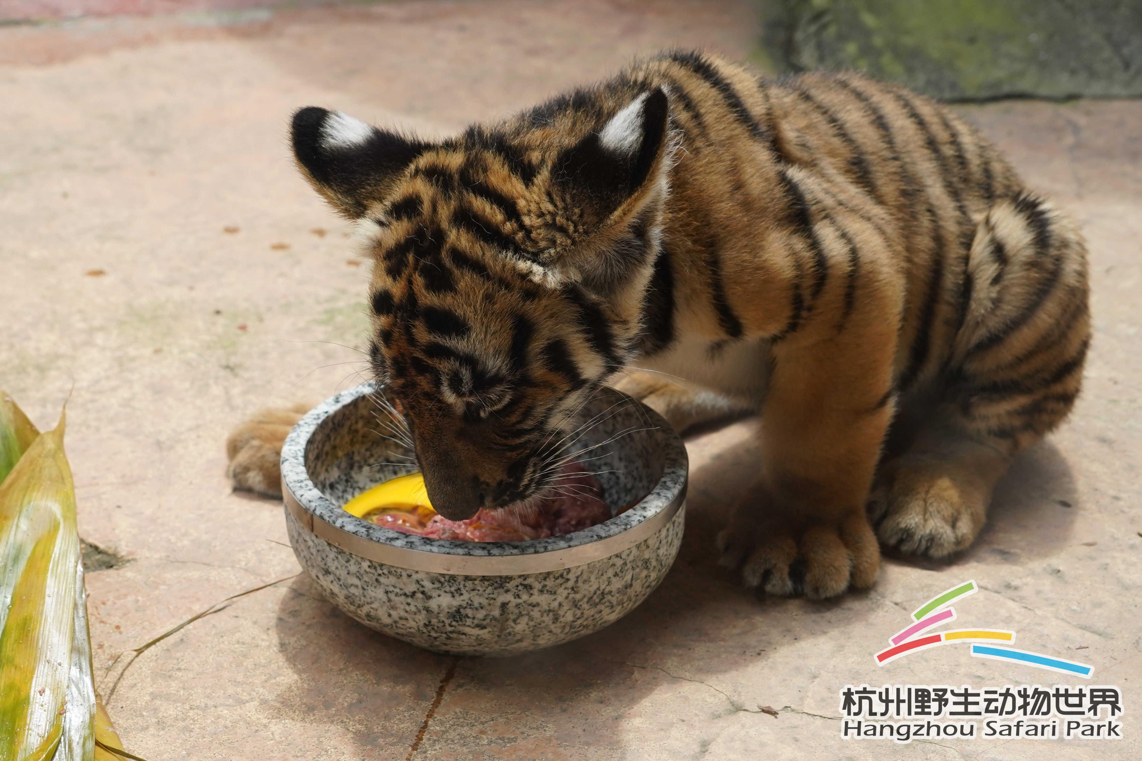Happy "rice dumpling" mobilization, the animals of Hangzhou Wildlife ...