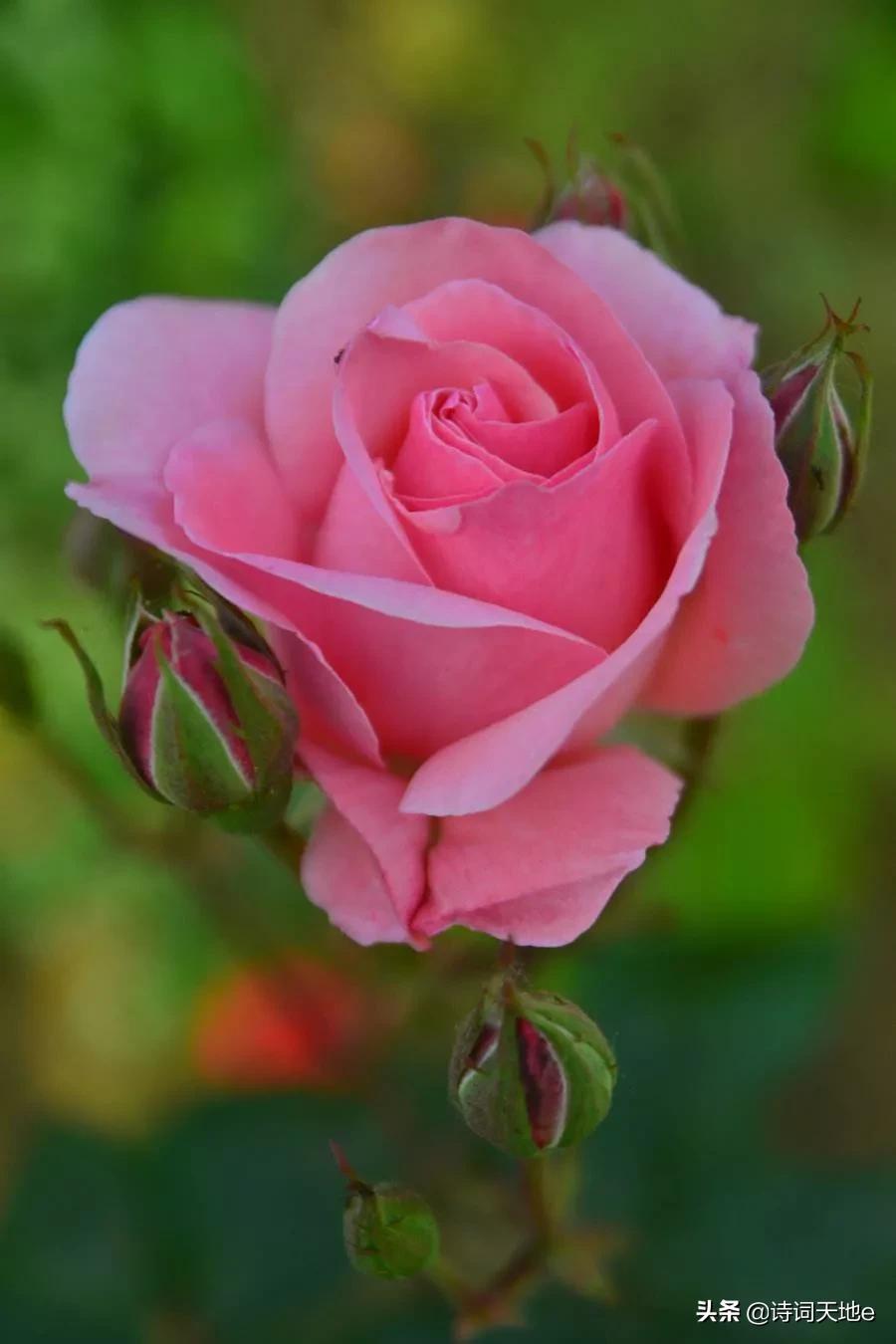 "Roses about to give birth on the street" (miniature modern rhyme) - iNEWS