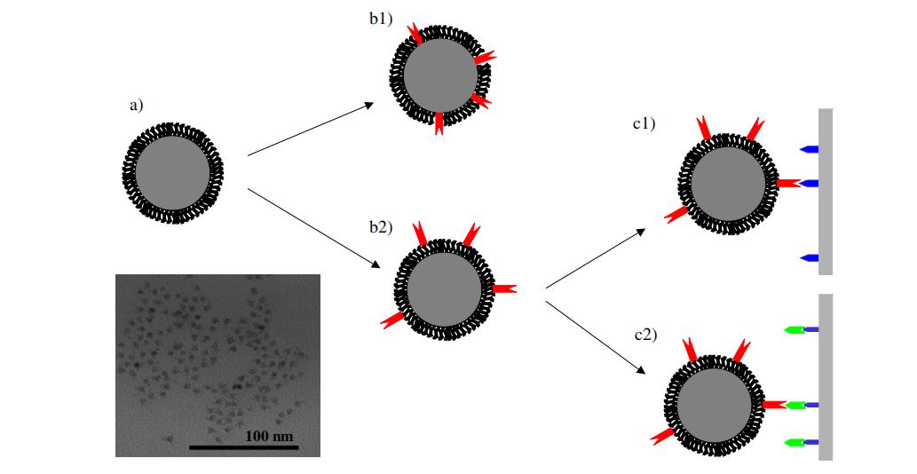 Application of quantum dots in labeling cells - iNEWS