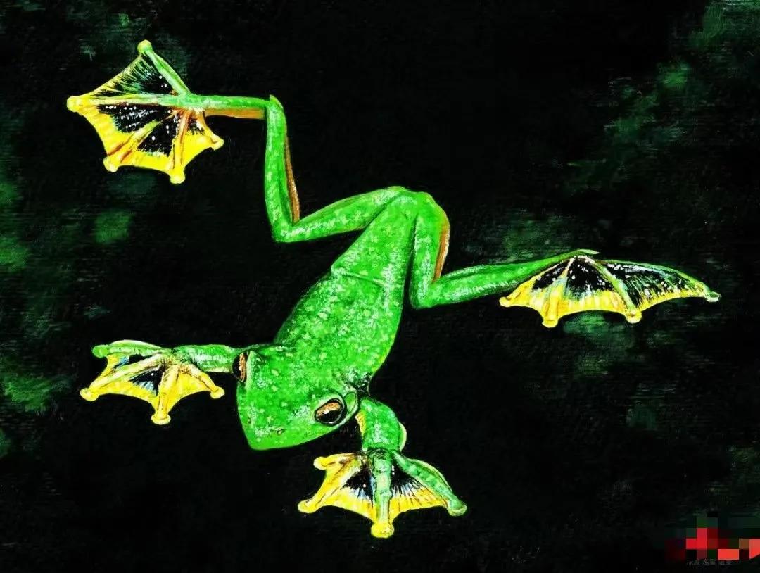 Flying Frogs: The World's Most Amazing Amphibians - iNEWS