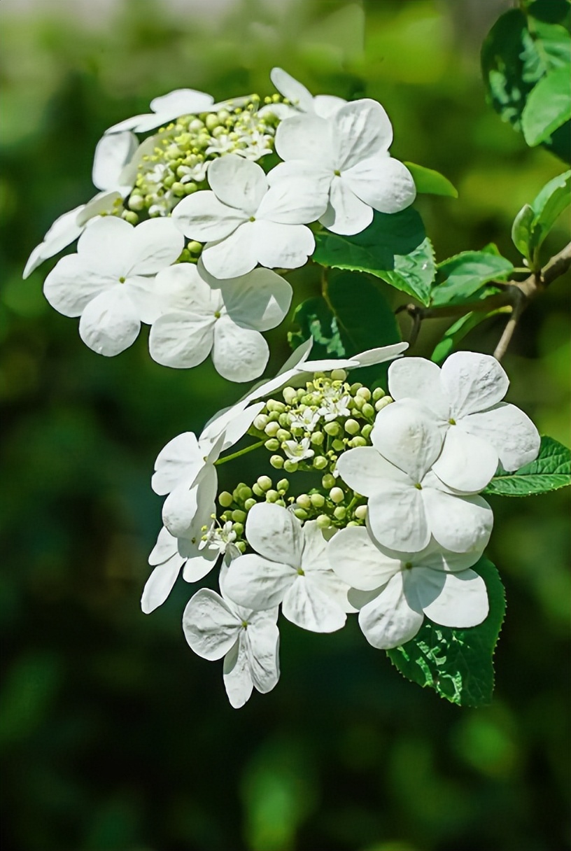 The unique flower in the world, Qionghua in ancient poetry, Emperor ...