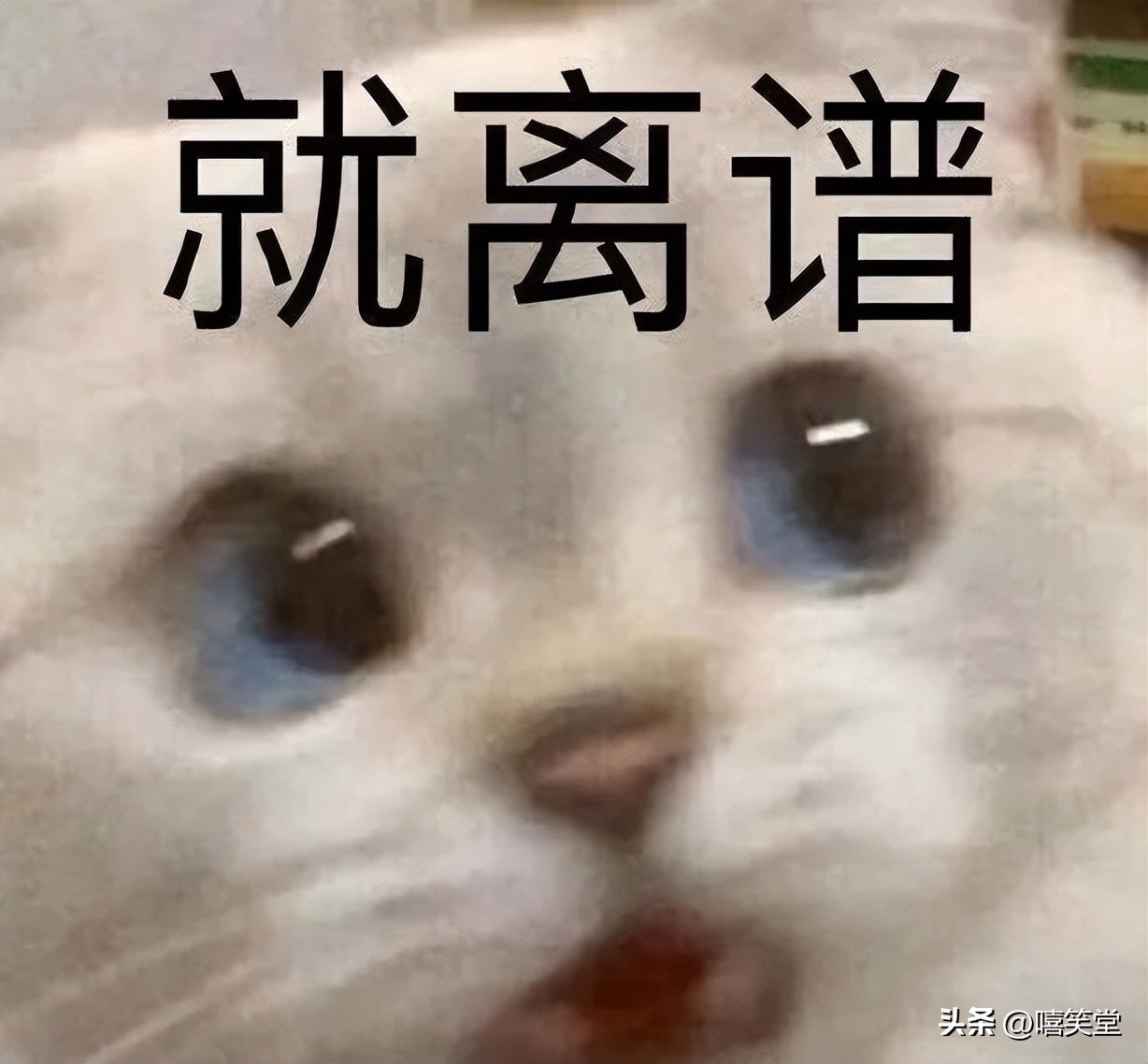 Extremely outrageous!GAI, Beibei, Natchwof, Pharaoh, Yang and Su all ...