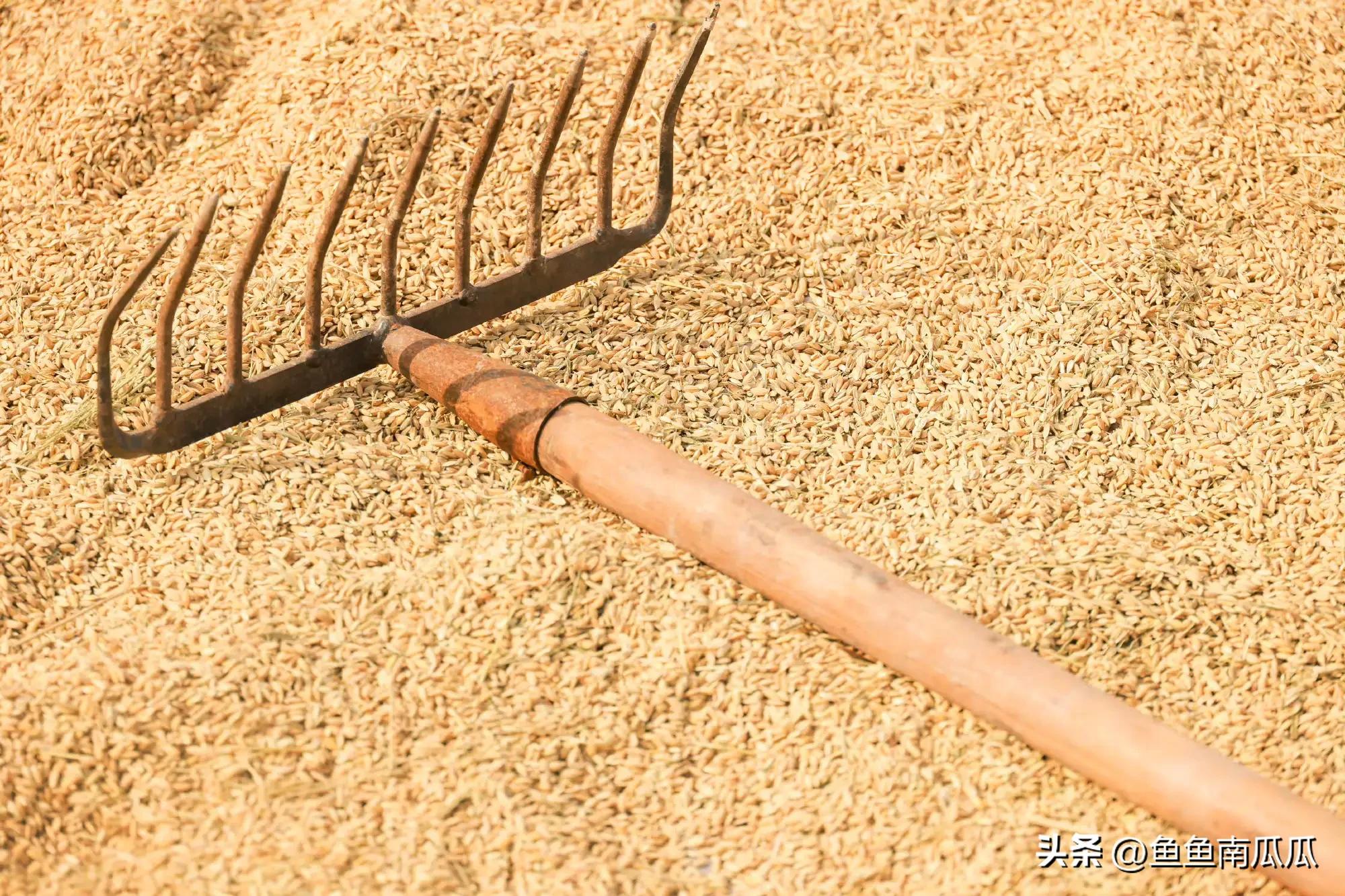 Moving 30 tons of fertilizer, planting 143 mu of land: How explosive is ...