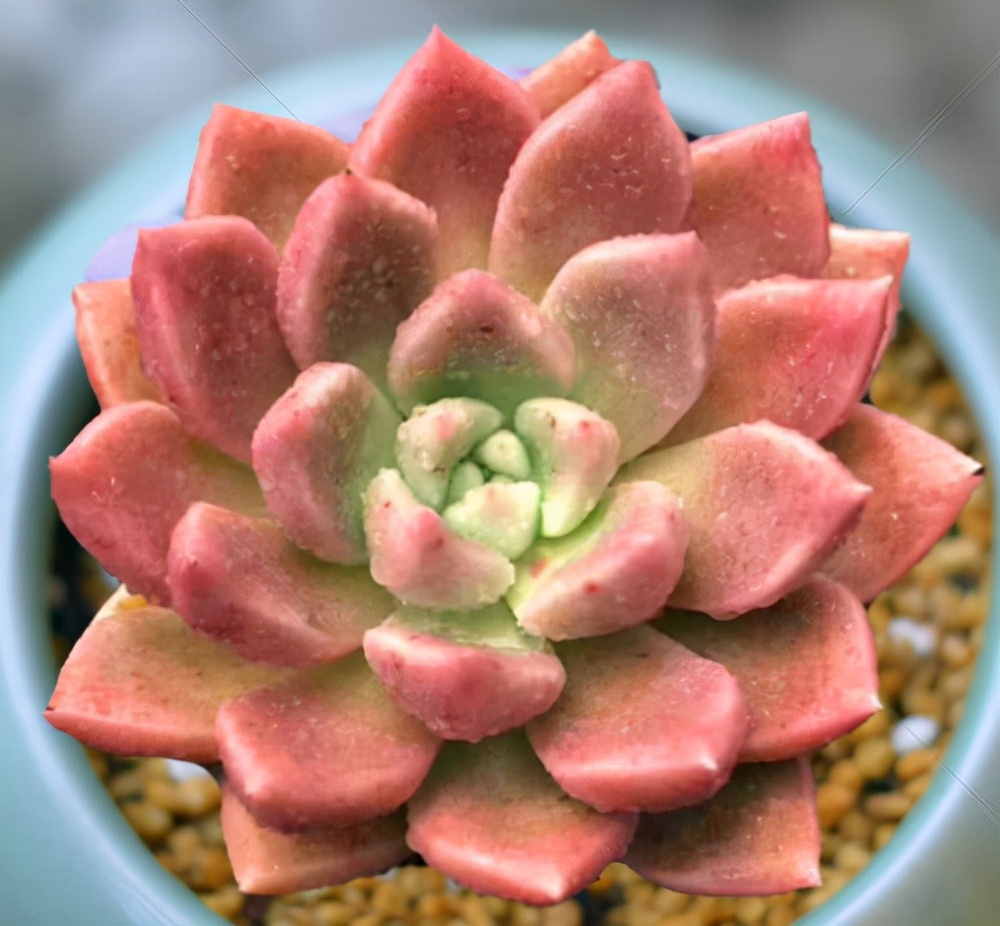 Succulent varieties: Bright, Efang Gong, Peach Egg, Avocado Cheese ...