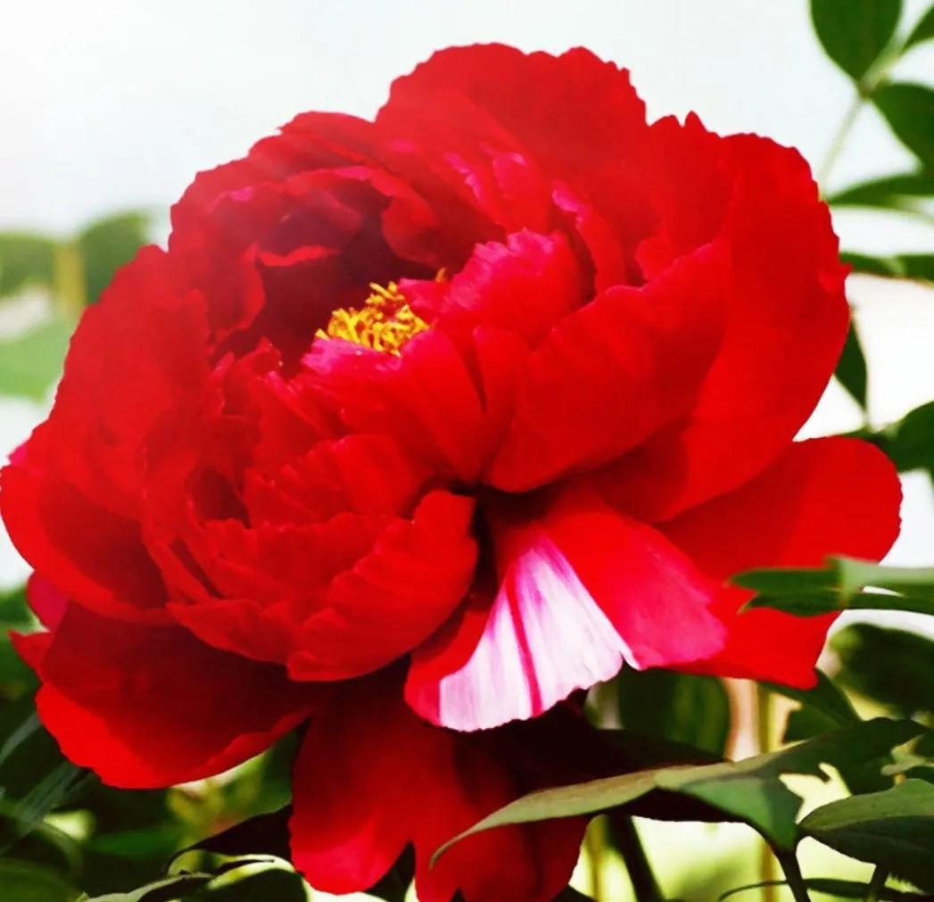 Song of Peony - Jiang Lili - iNEWS