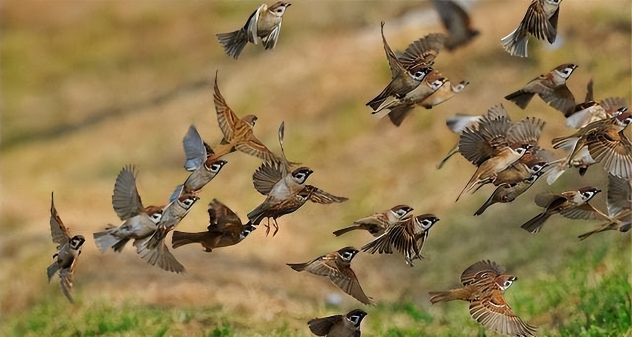 The Chinese don't eat sparrow meat, why are sparrows still decreasing ...