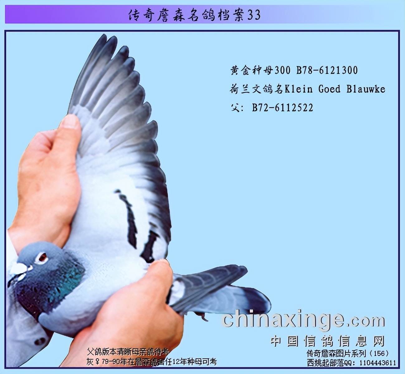 The secret in the wings of the Janssen pigeon - iNEWS