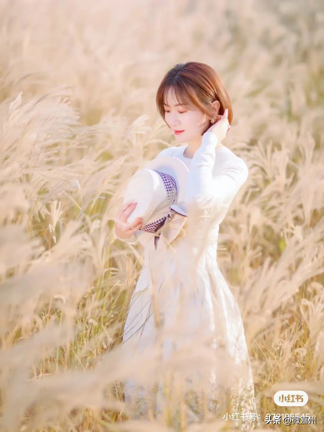 Reeds are bleak in autumn - iNEWS