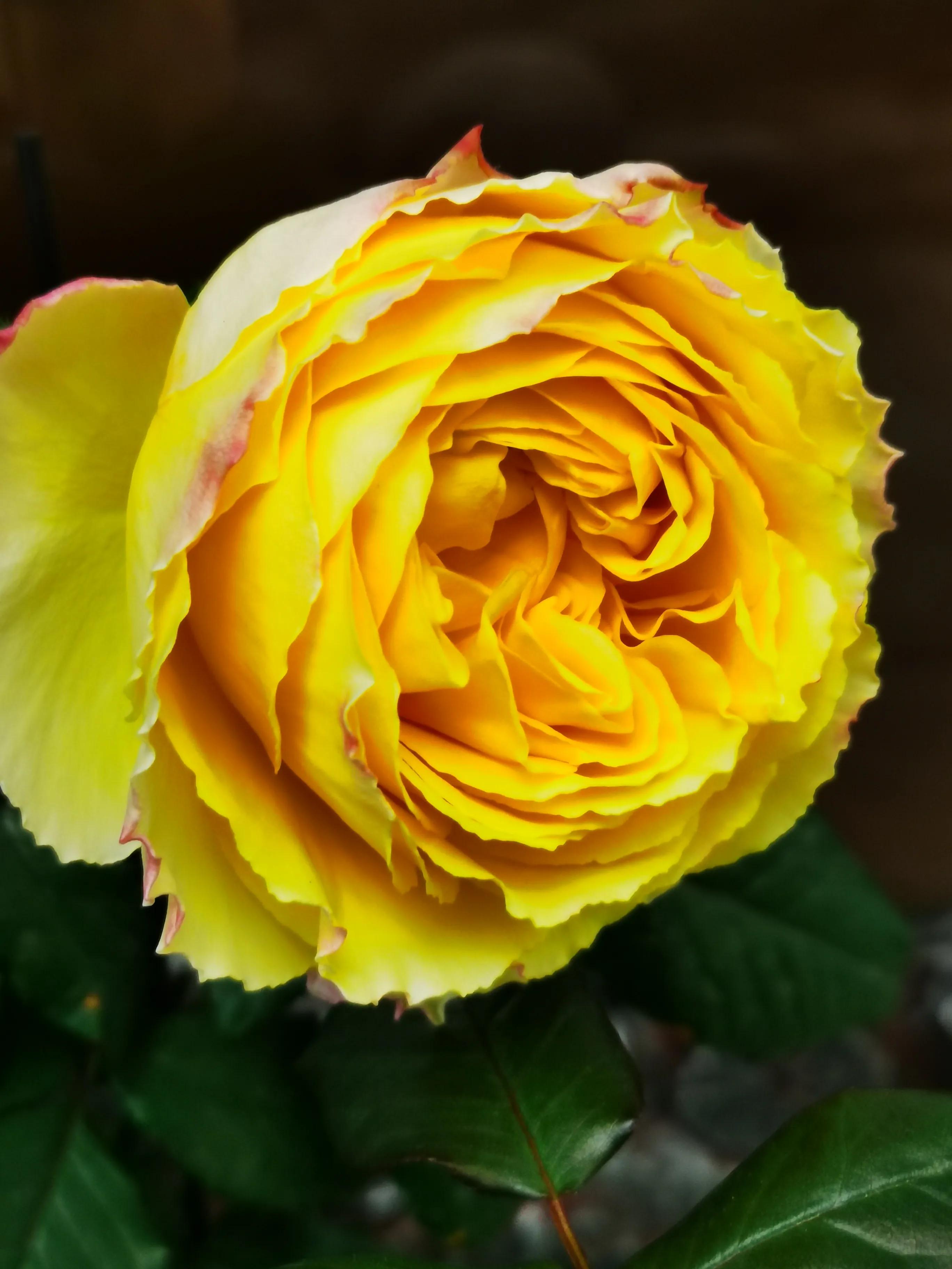 The classics of yellow roses-a sunny smile (original, direct picture of ...