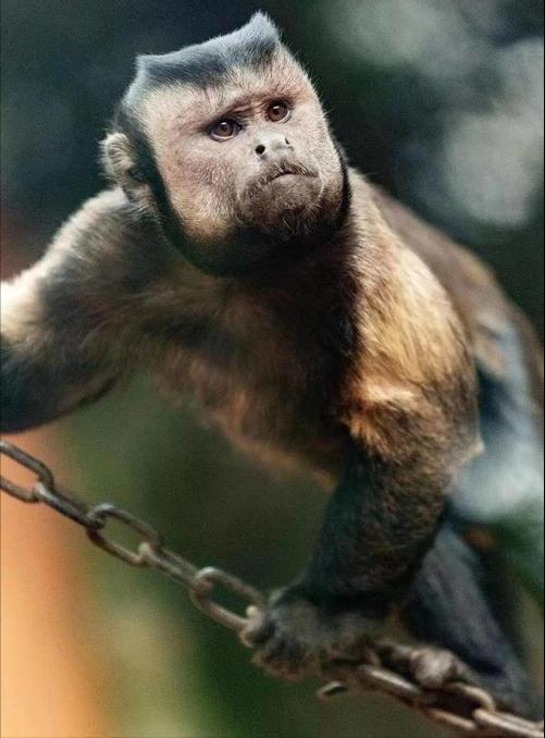 The bearded monkey with the square face has reached the level of the ...